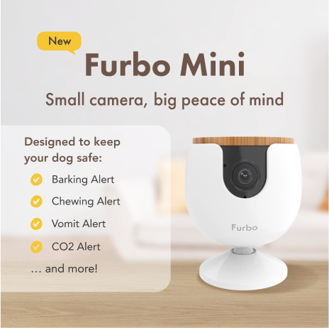 Subscription Required Furbo Plans and Pricing – Furbo Help Center